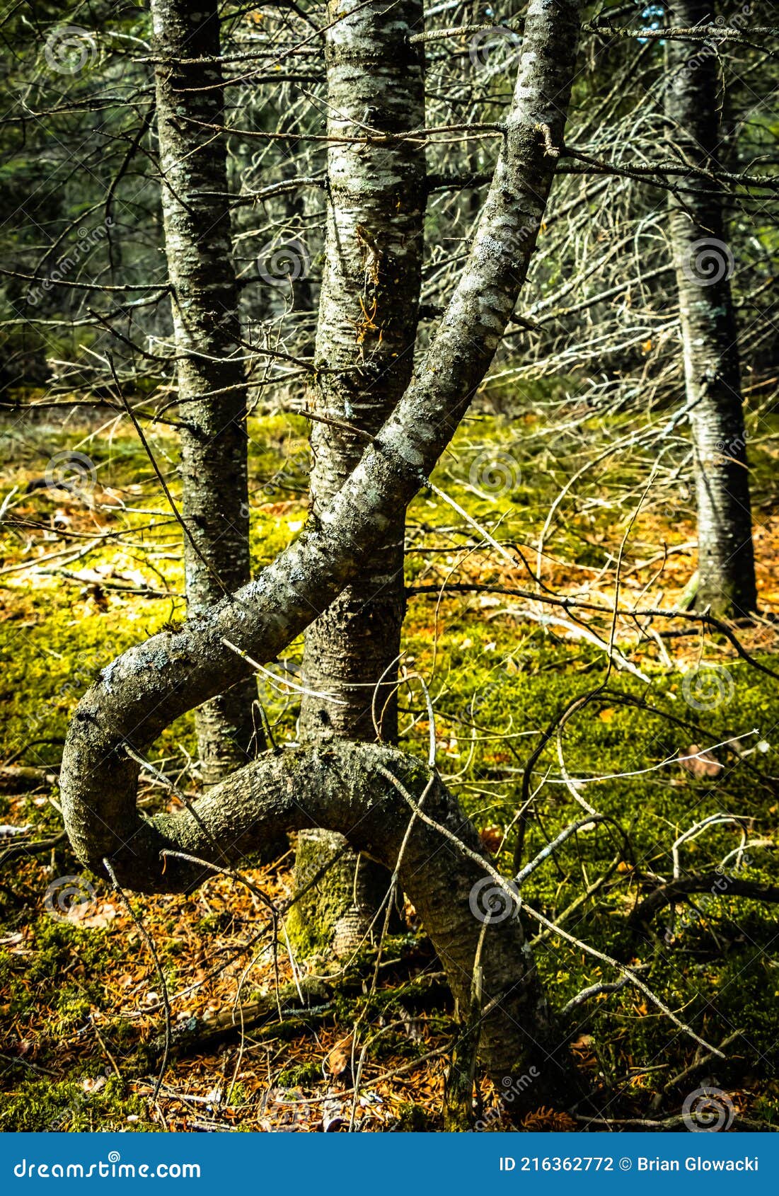Winding Spruce Tree in a Forest Eventually Straightens Out Showing ...
