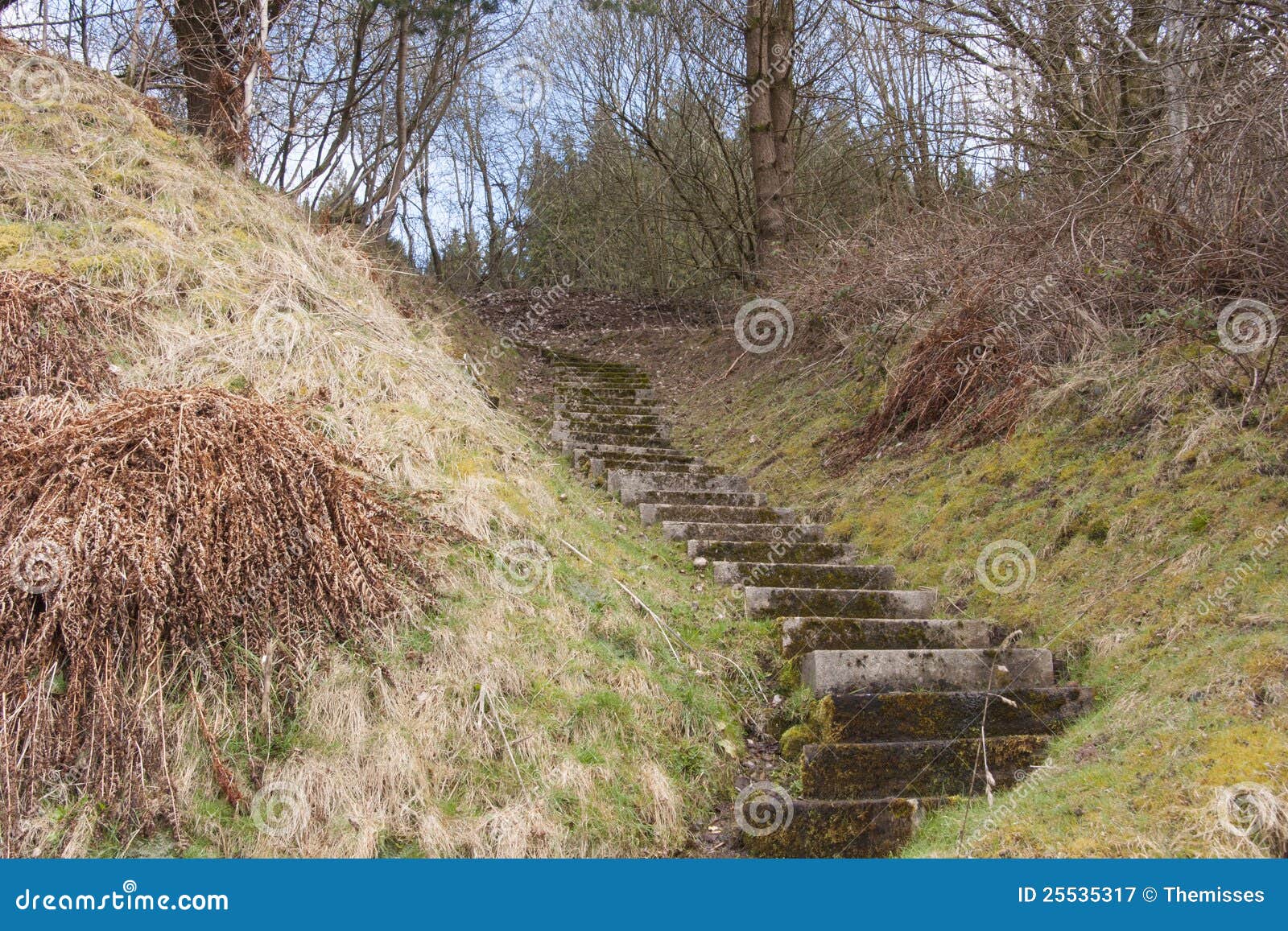 Winding Steps in the Country Stock Image - Image of trees, moss: 25535317