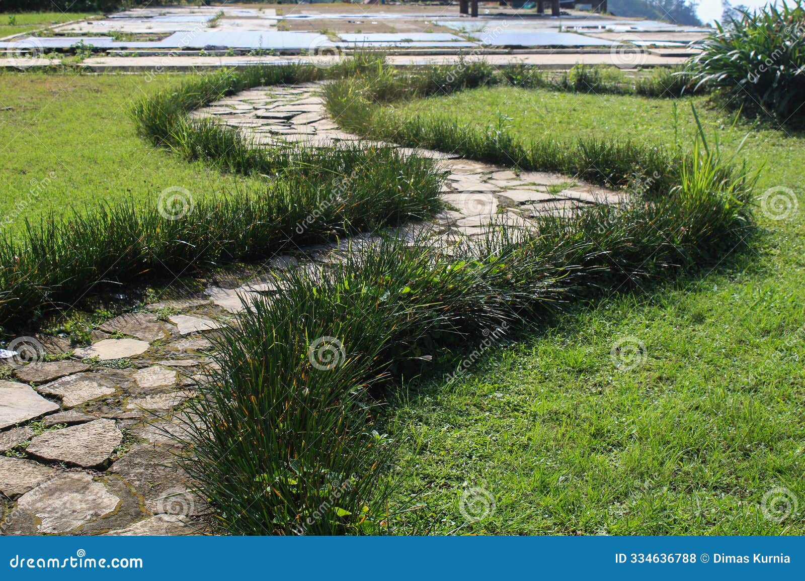 Winding Stone Path Lined with Green Leafy Ornamental Plants Stock Photo ...