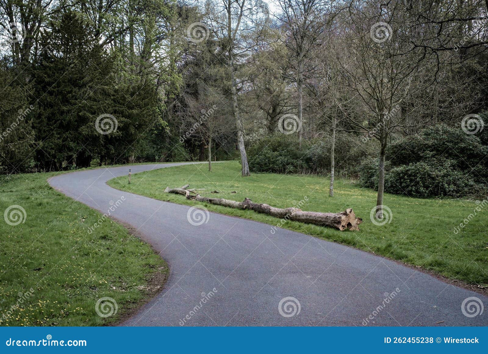 Winding Track Road Surrounded by Trees in a Forest Stock Photo - Image ...