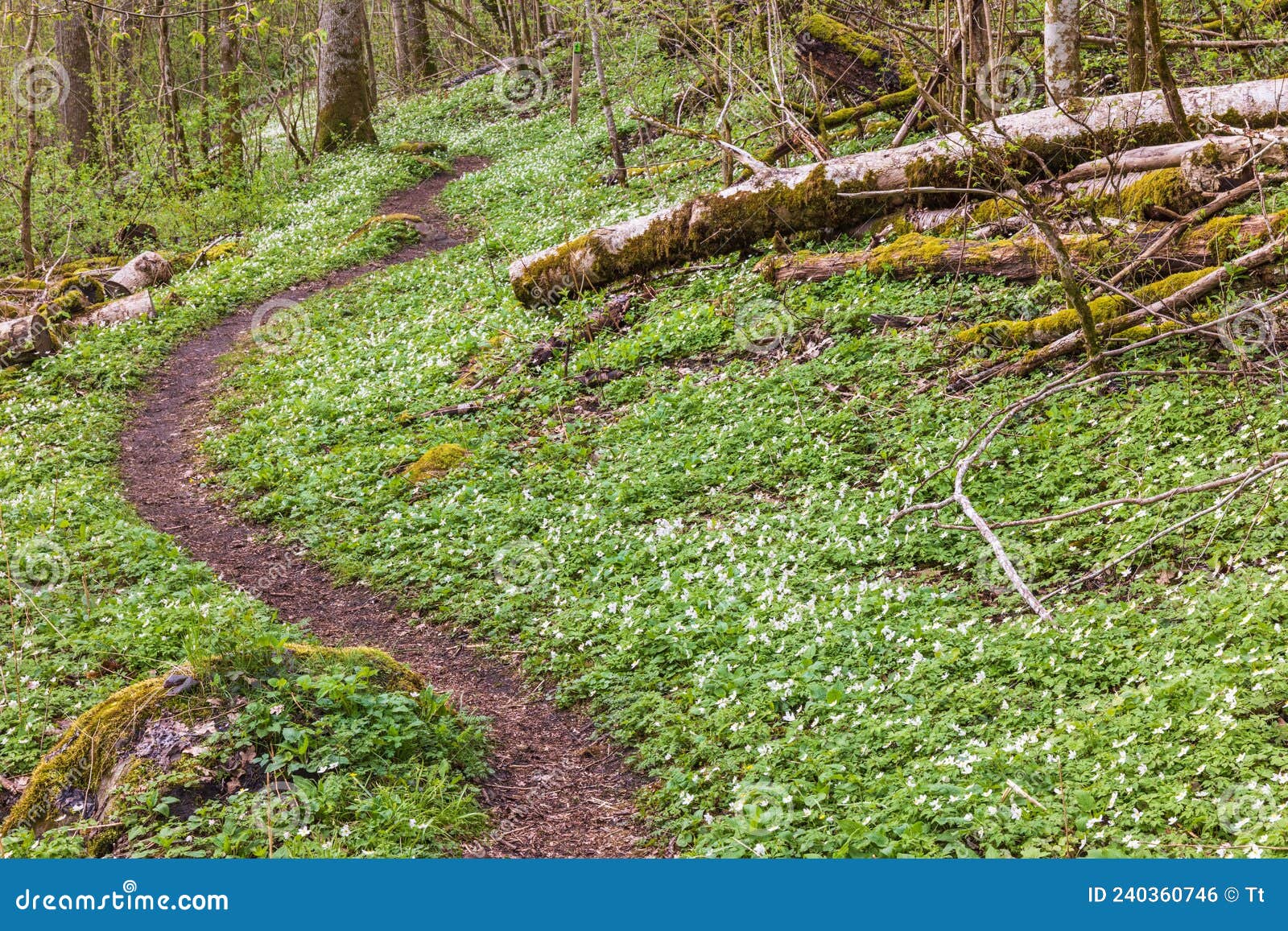 Winding Trail in a Flowering Forest at Spring Stock Photo - Image of ...