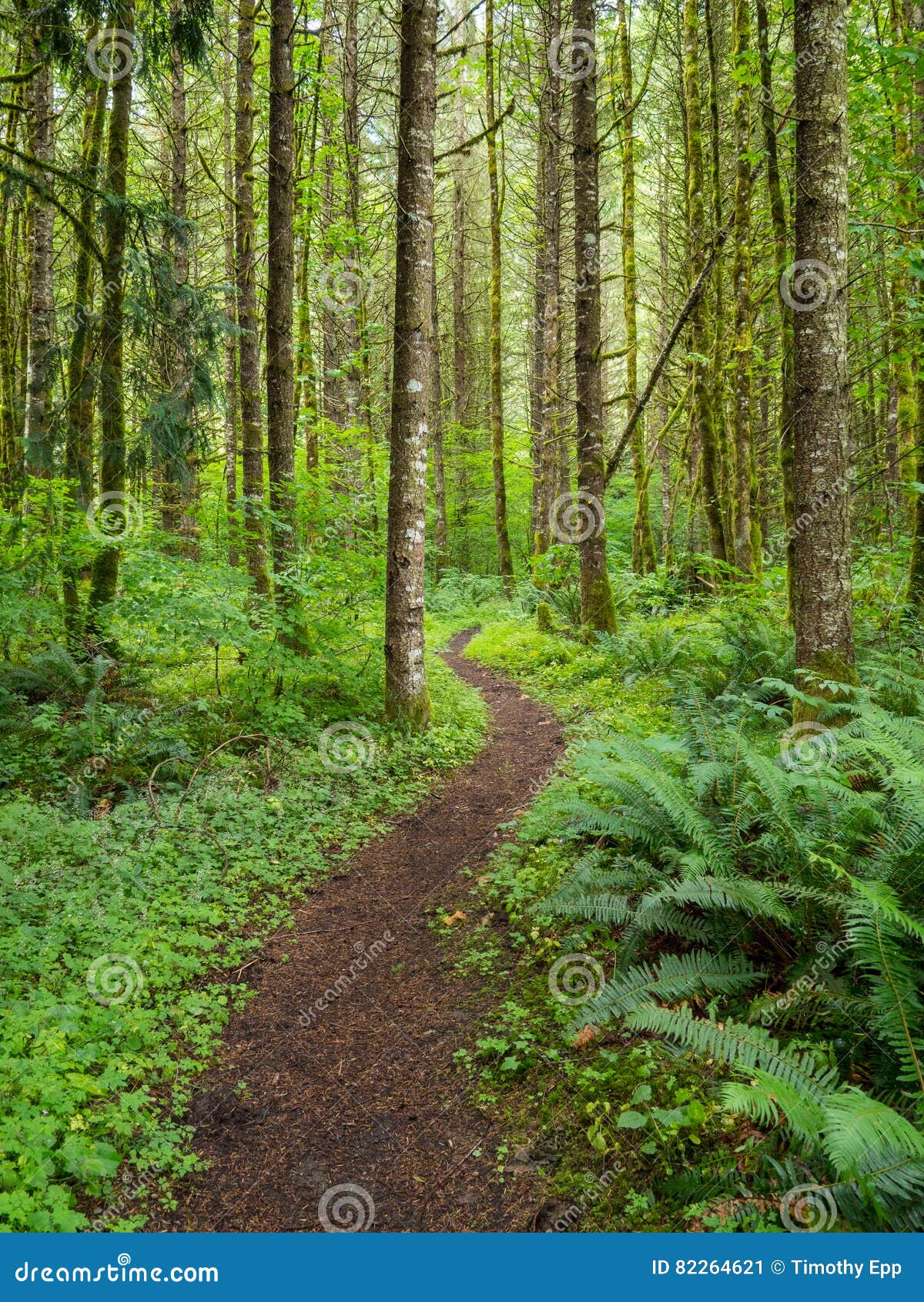 Winding Trail Though a Green Forest Stock Image - Image of scenic ...