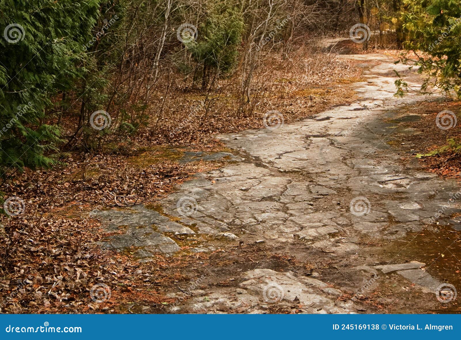 Winding Tree Lined Limestone Quarry Path Stock Photo - Image of green ...