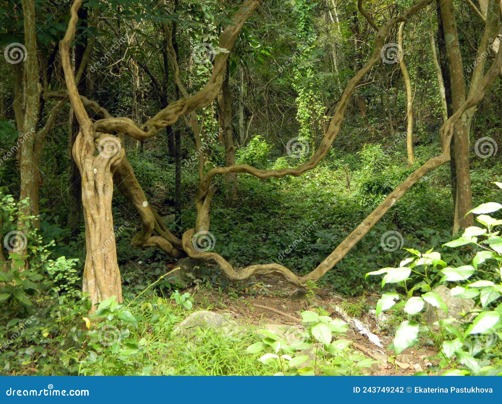 Winding Tropical Tree in the Forest Stock Photo - Image of winding ...
