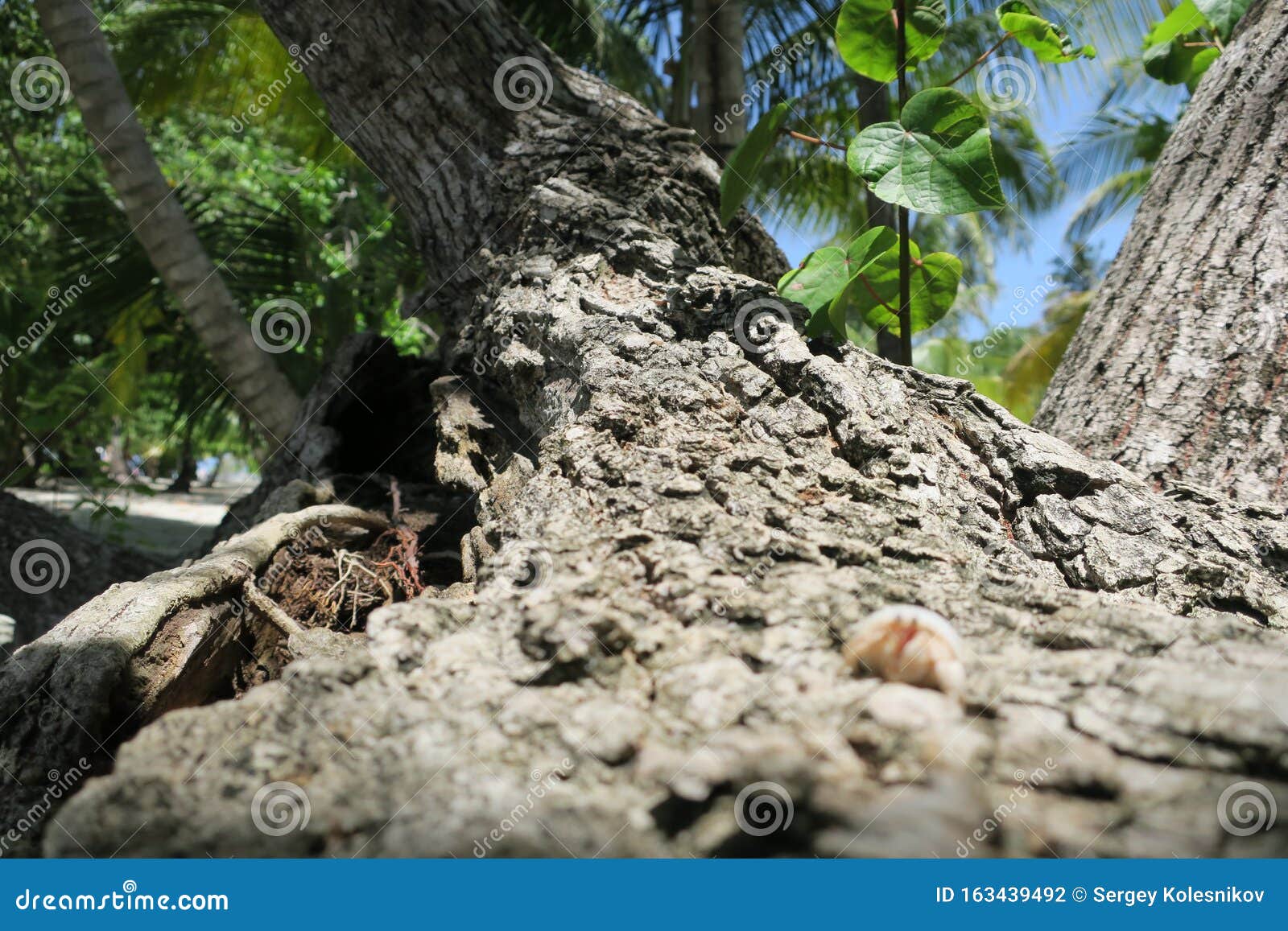 Twisted Tree Trunk with Marks of Strangulation Stock Photo - Image of ...