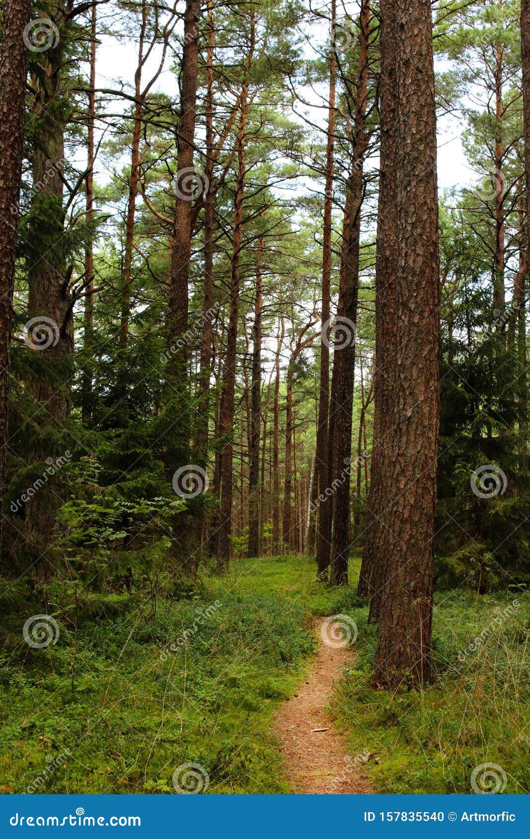 Winding Wobbly Path Deep in the Woods with Blue Sky Stock Photo - Image ...