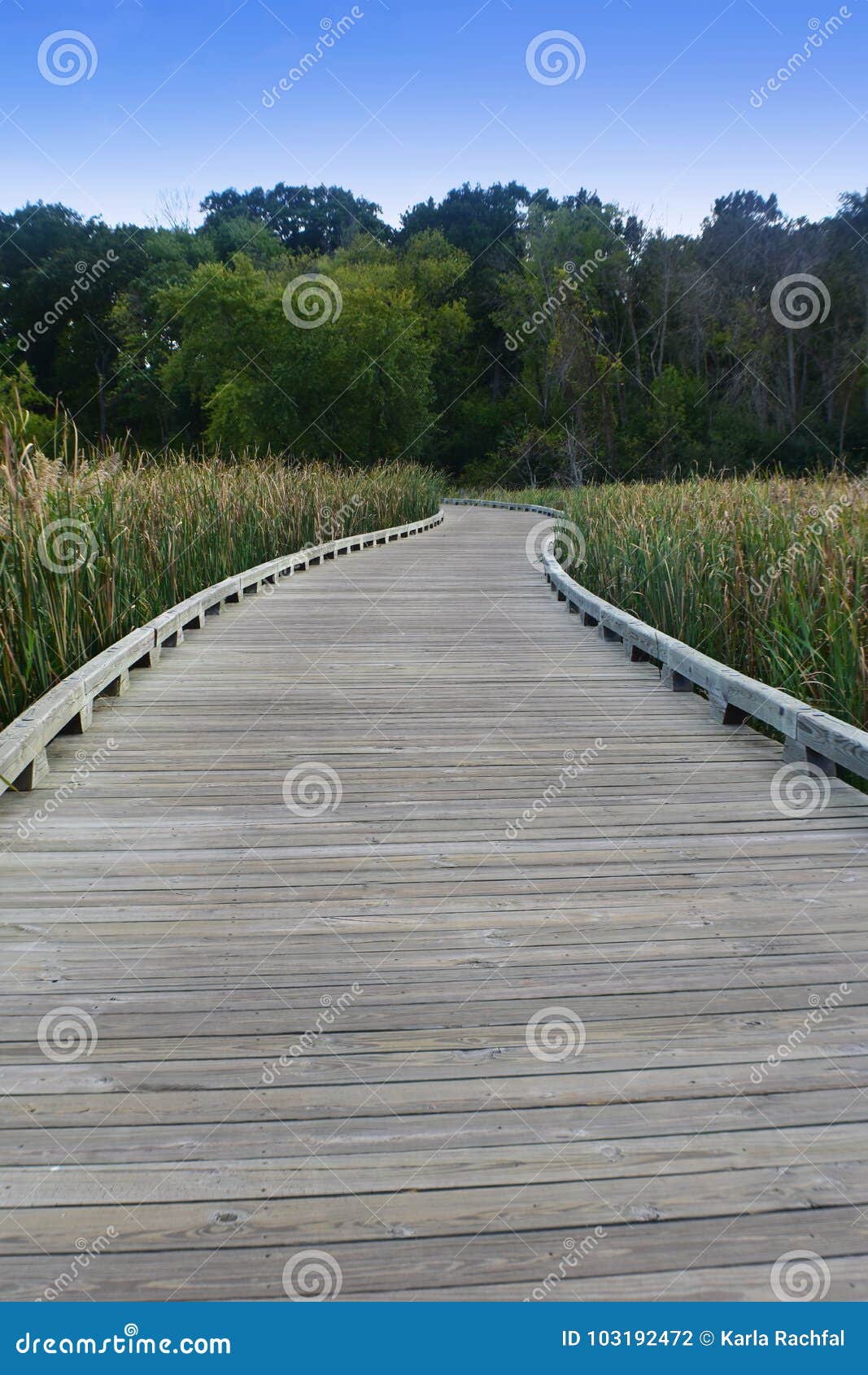 Winding Wooden Path into Forest Stock Photo - Image of boardwalk ...