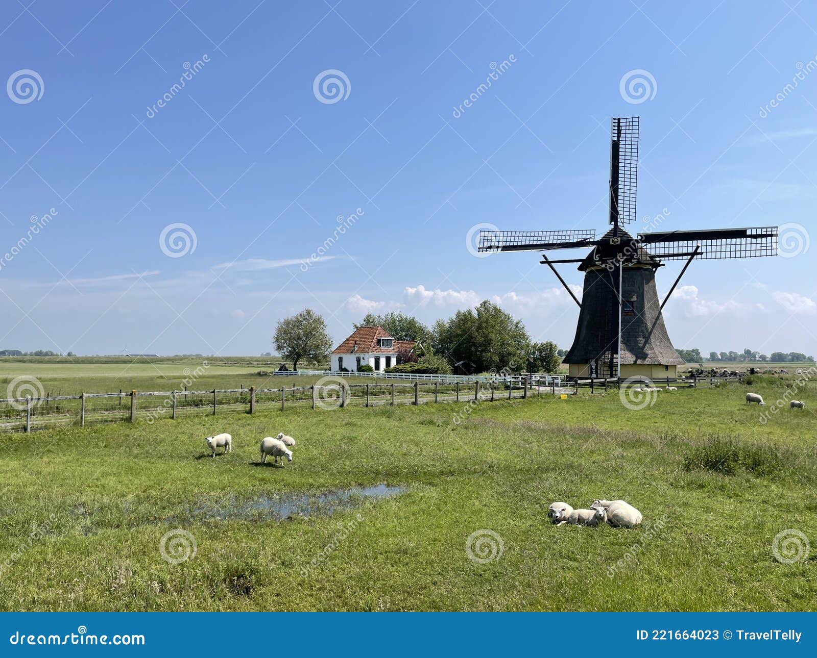 Windmill around Workum stock image. Image of sheep, summer - 221664023