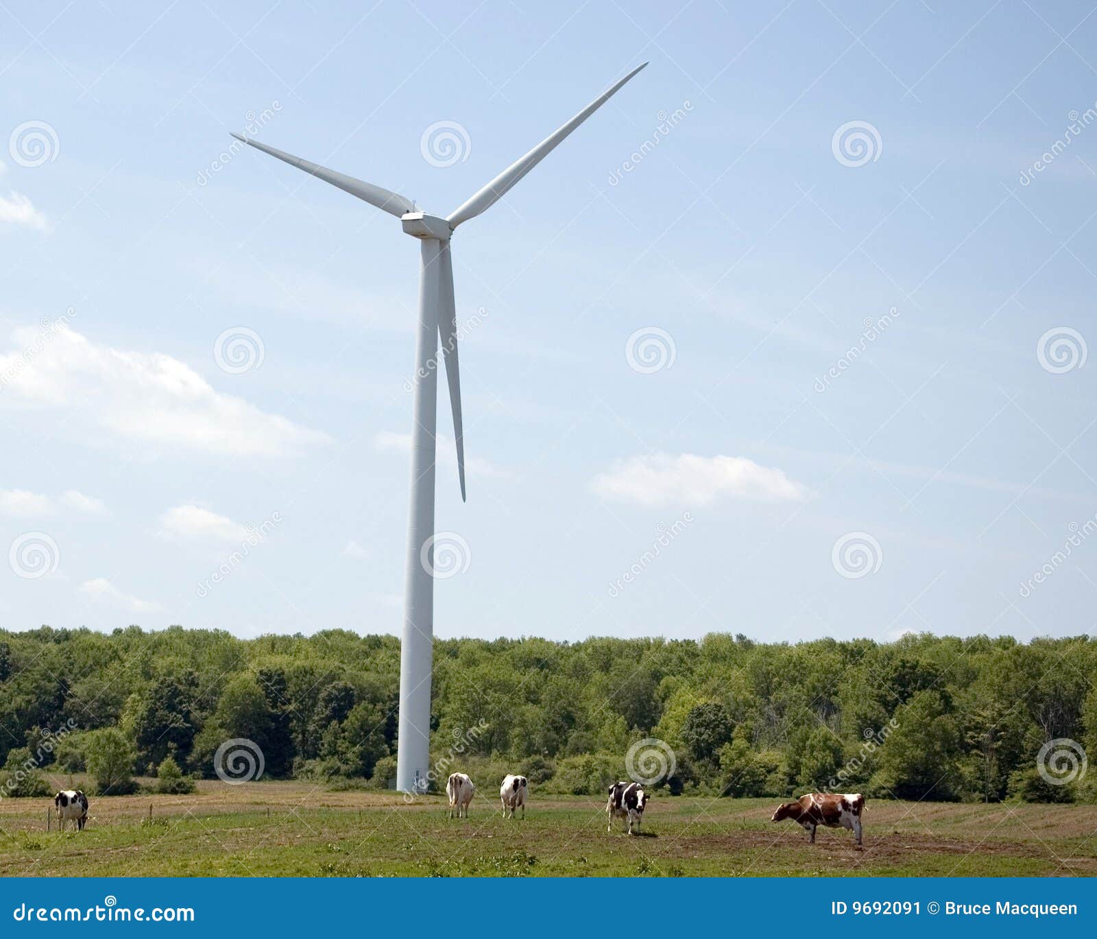 Windmill and Cows stock image. Image of wind, carbon, turbine - 9692091