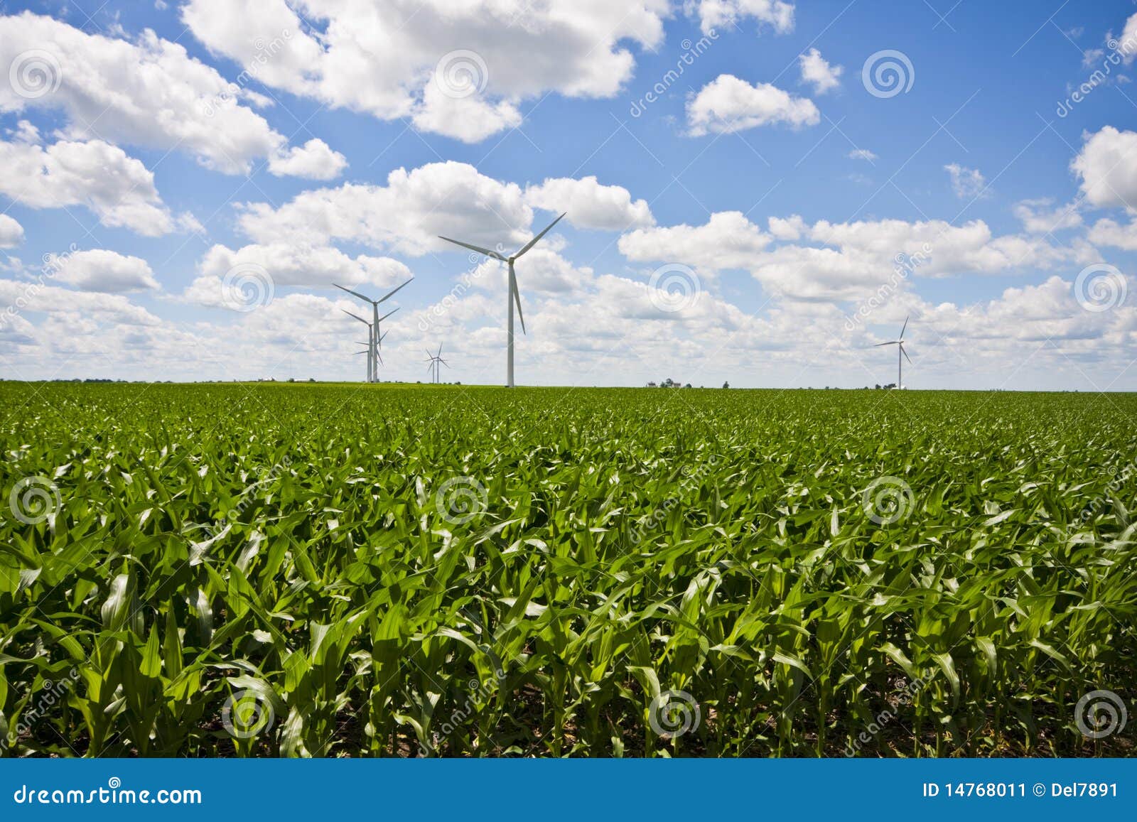 Windmill Farm and Cornfields Stock Image - Image of benton, farm: 14768011