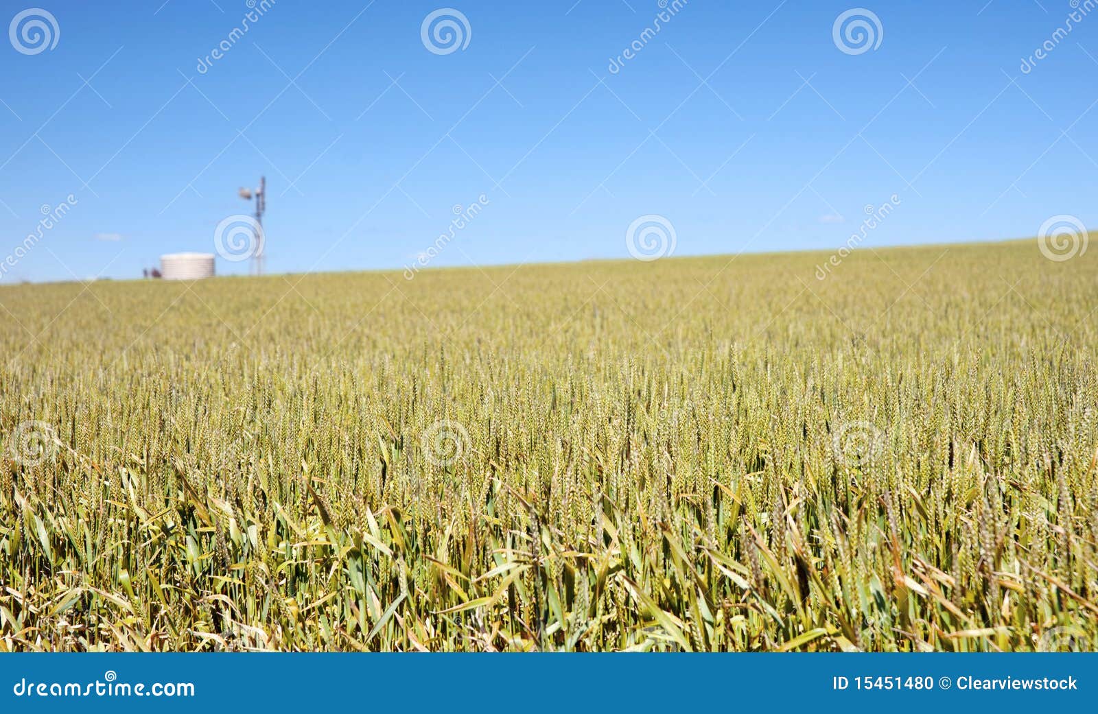 Windmill in field of wheat stock photo. Image of growing - 15451480
