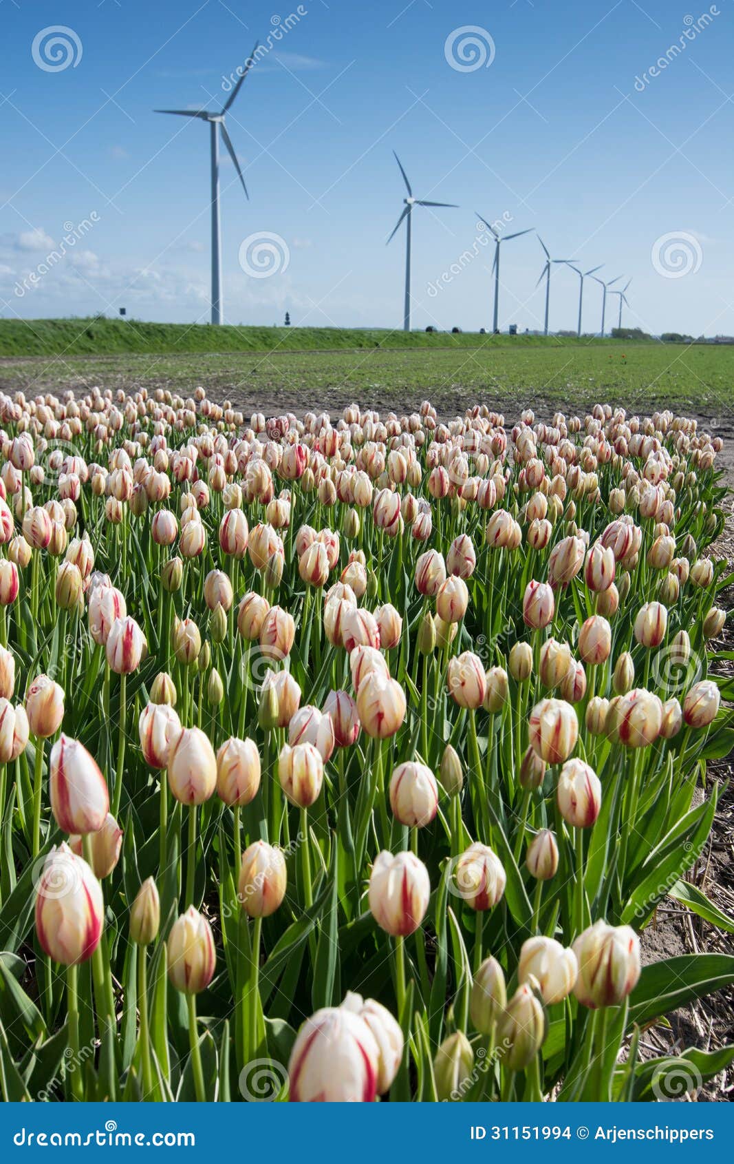 Windmill in the Fields with Flowers Stock Photo - Image of summer ...
