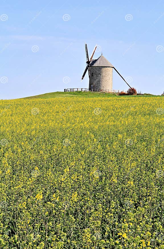 Windmill in flower field stock image. Image of agricultural - 24496043