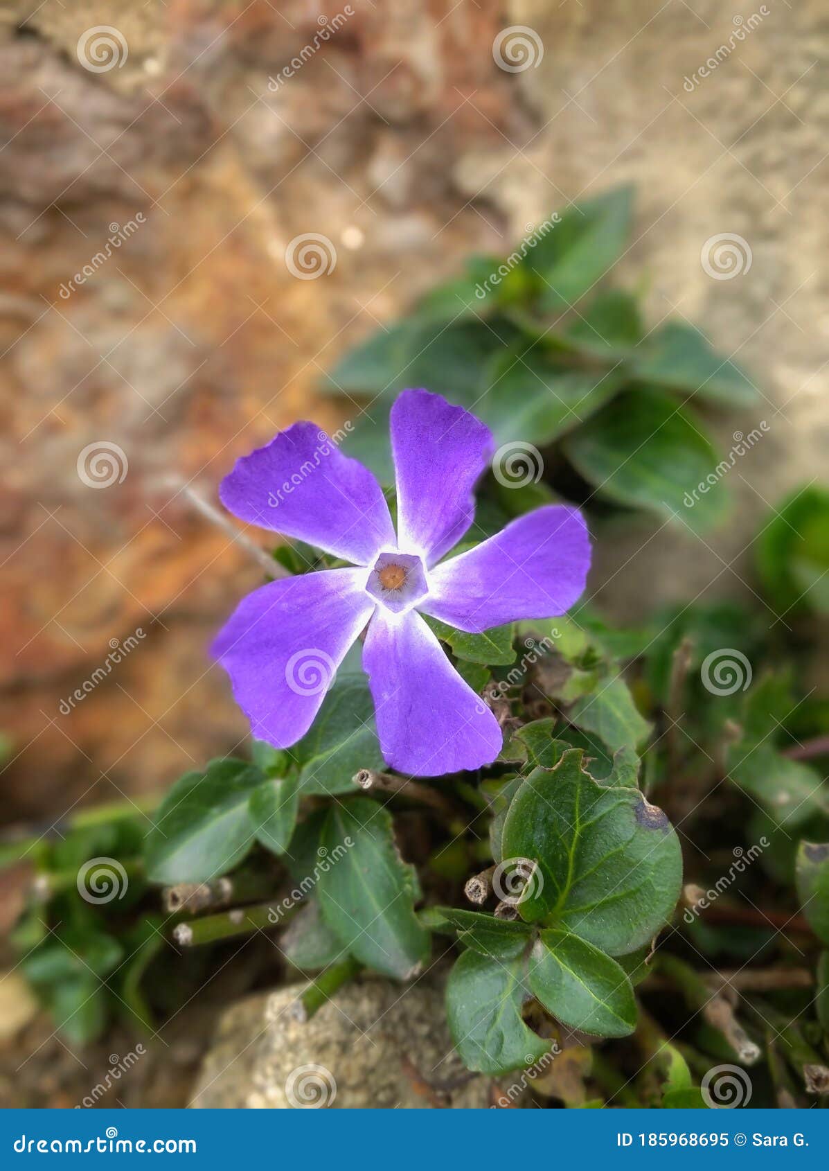 Windmill Flower. the Propeller of Nature Stock Image - Image of ...