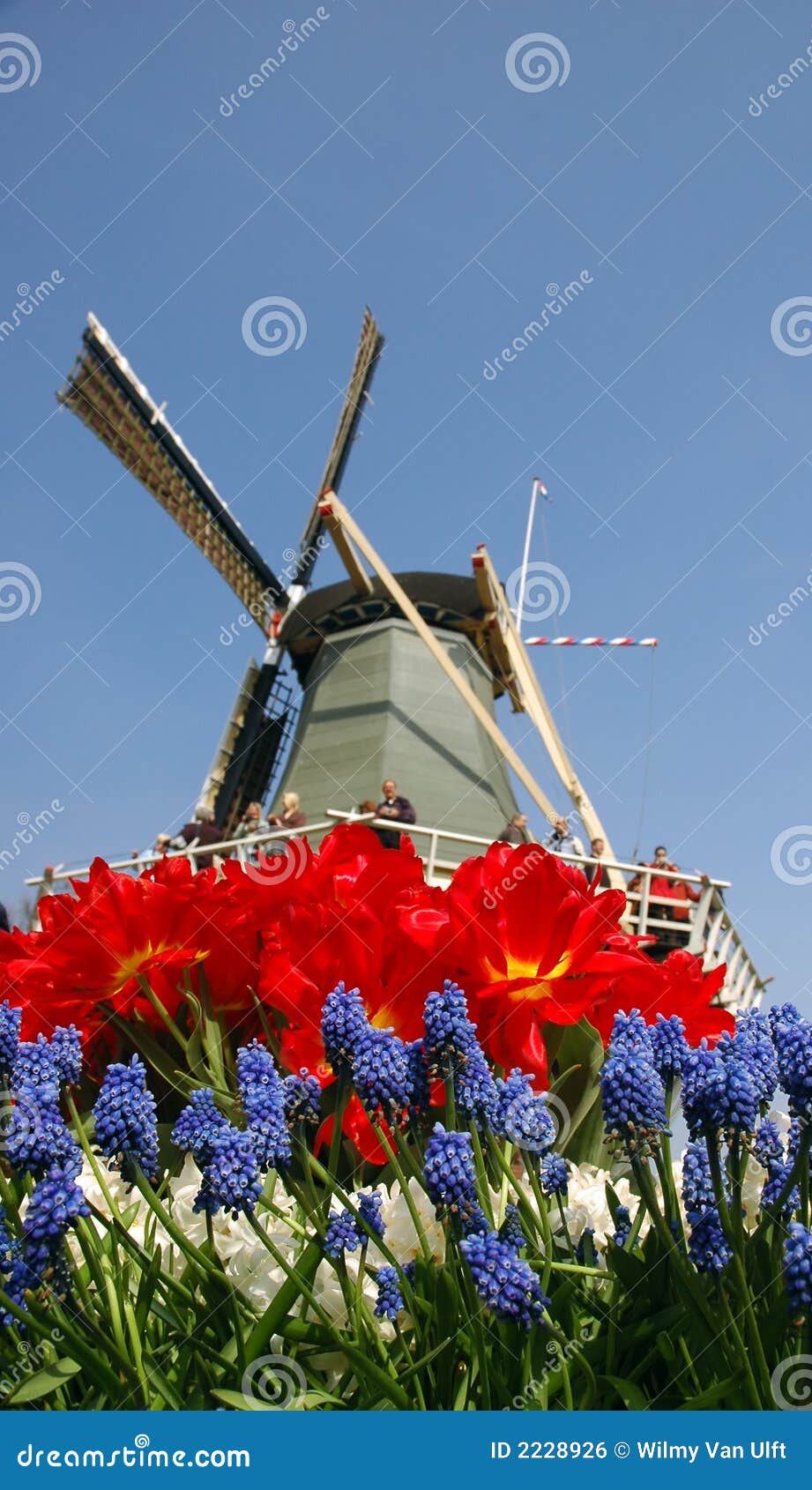 Windmill & flowers stock photo. Image of hyacinth - 2228926