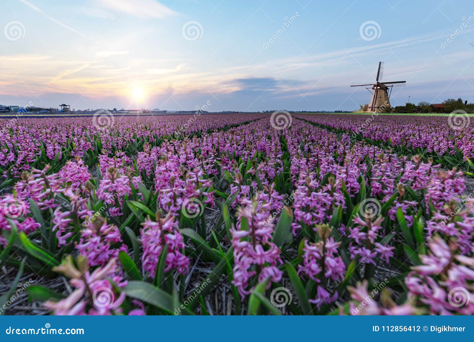 Windmill at the Hyacinth Bulb Farm Stock Photo - Image of environment ...