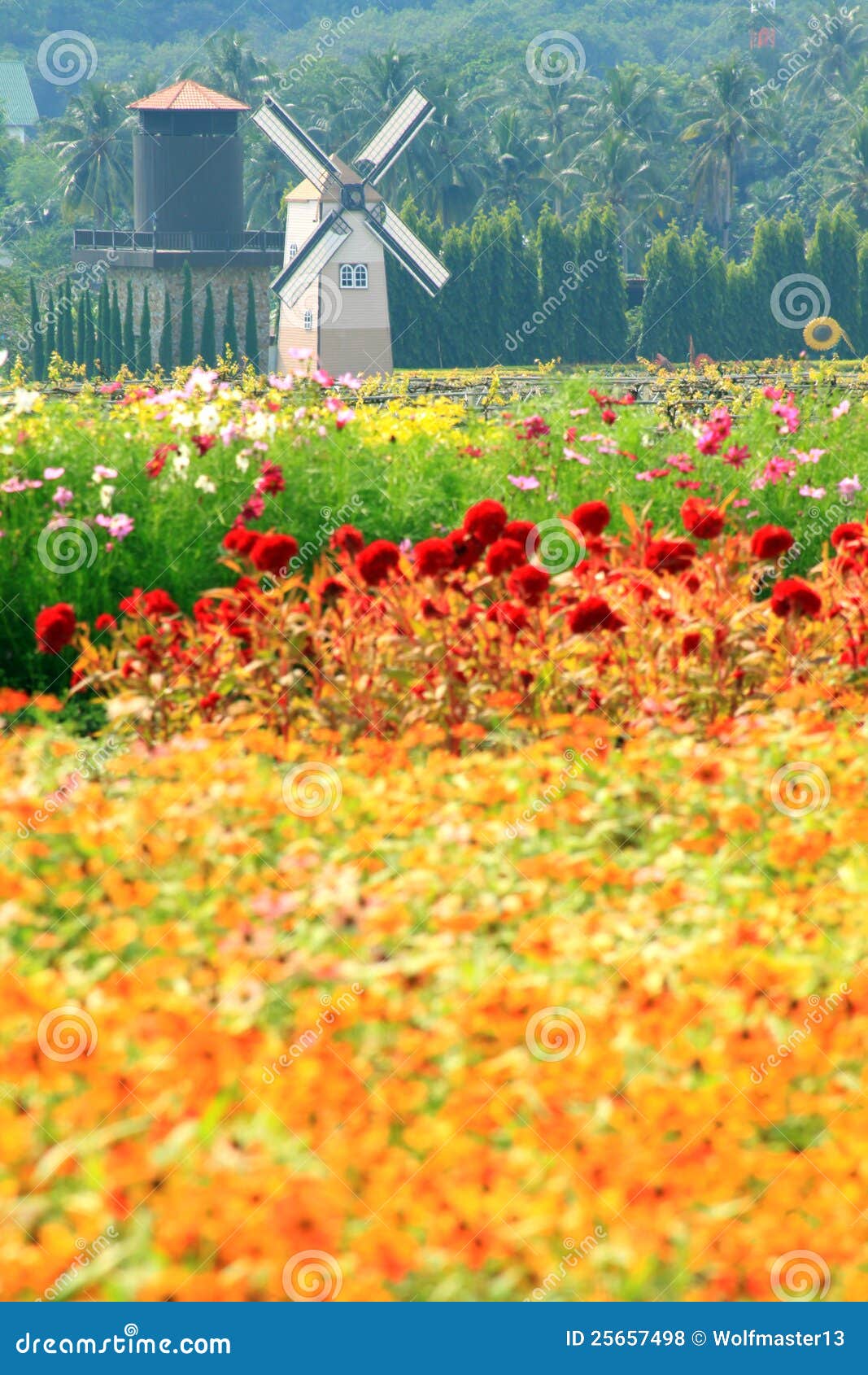 Windmill Netherlands Style in Flower Gar Stock Photo - Image of green ...