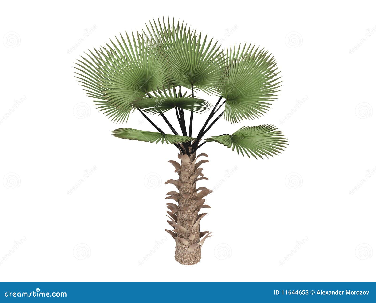 Windmill Palm Trachycarpus Fortunei Tree Isolated On White Background ...
