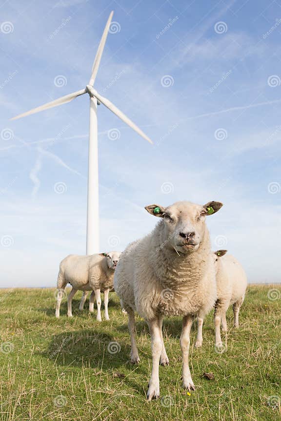 Windmill and Sheep in the Netherlands Stock Photo - Image of generator ...