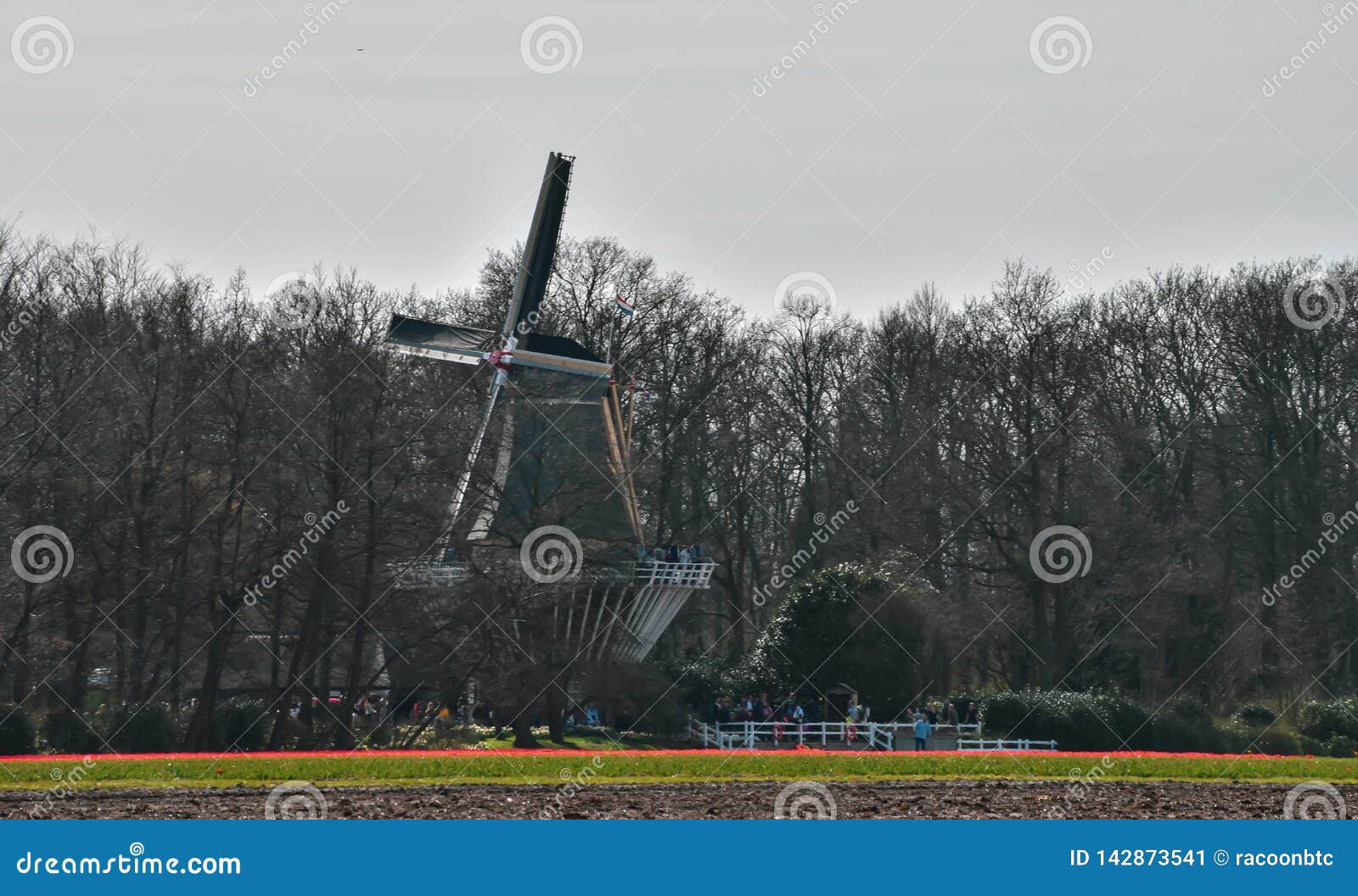 Windmill in Spring in the Netherlands Near Keukenhof Editorial Photo ...