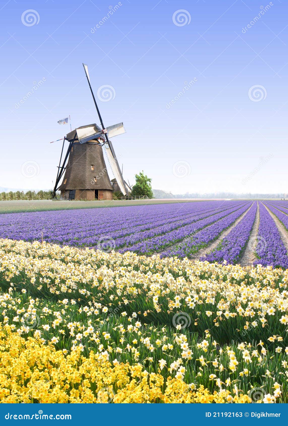 Windmill at the Tulip Bulb Farm Stock Image - Image of bulb, calm: 21192163