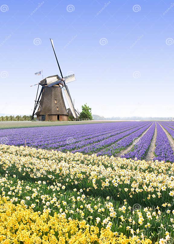 Windmill at the Tulip Bulb Farm Stock Image - Image of bulb, calm: 21192163