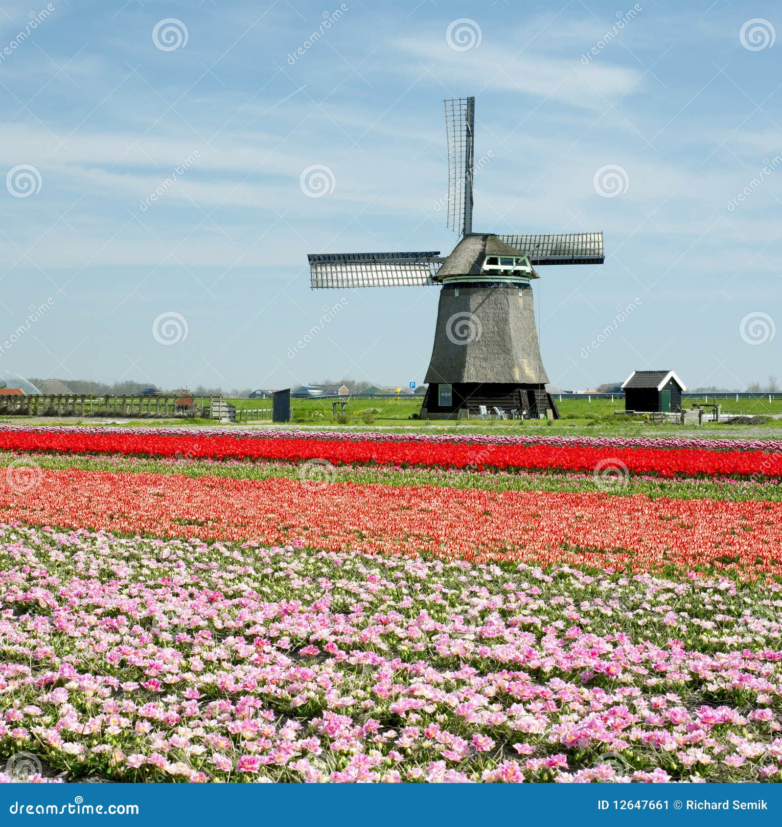 Windmill with tulip field stock image. Image of outdoor - 12647661