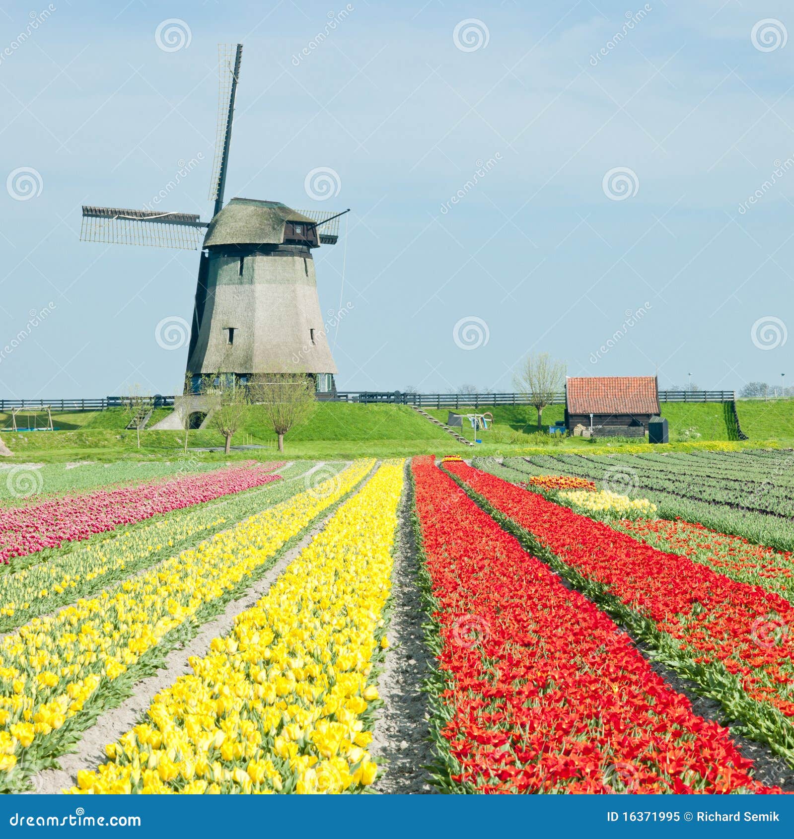 Windmill with tulip field stock image. Image of travel - 16371995
