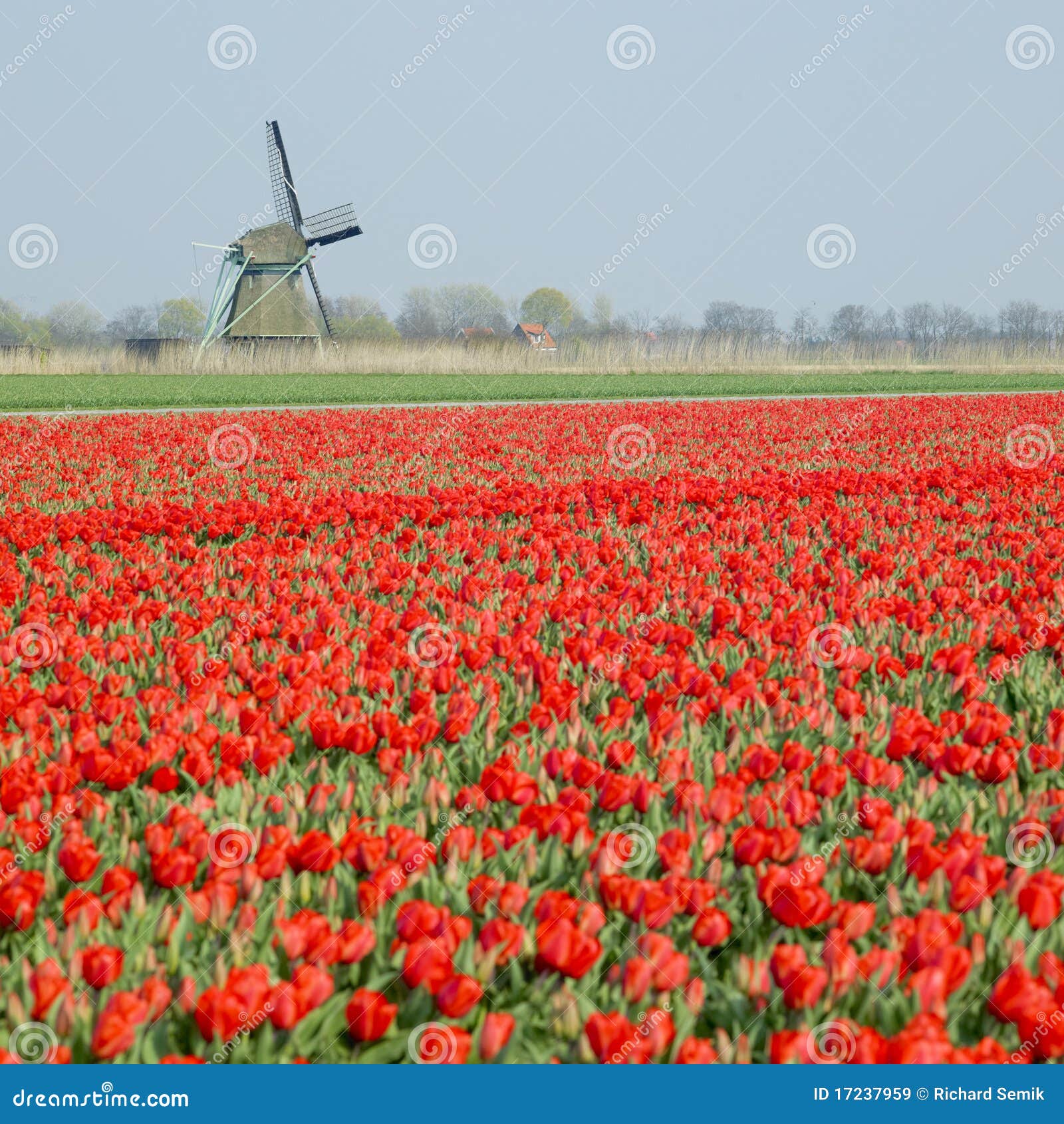 Windmill with tulip field stock image. Image of tulips - 17237959