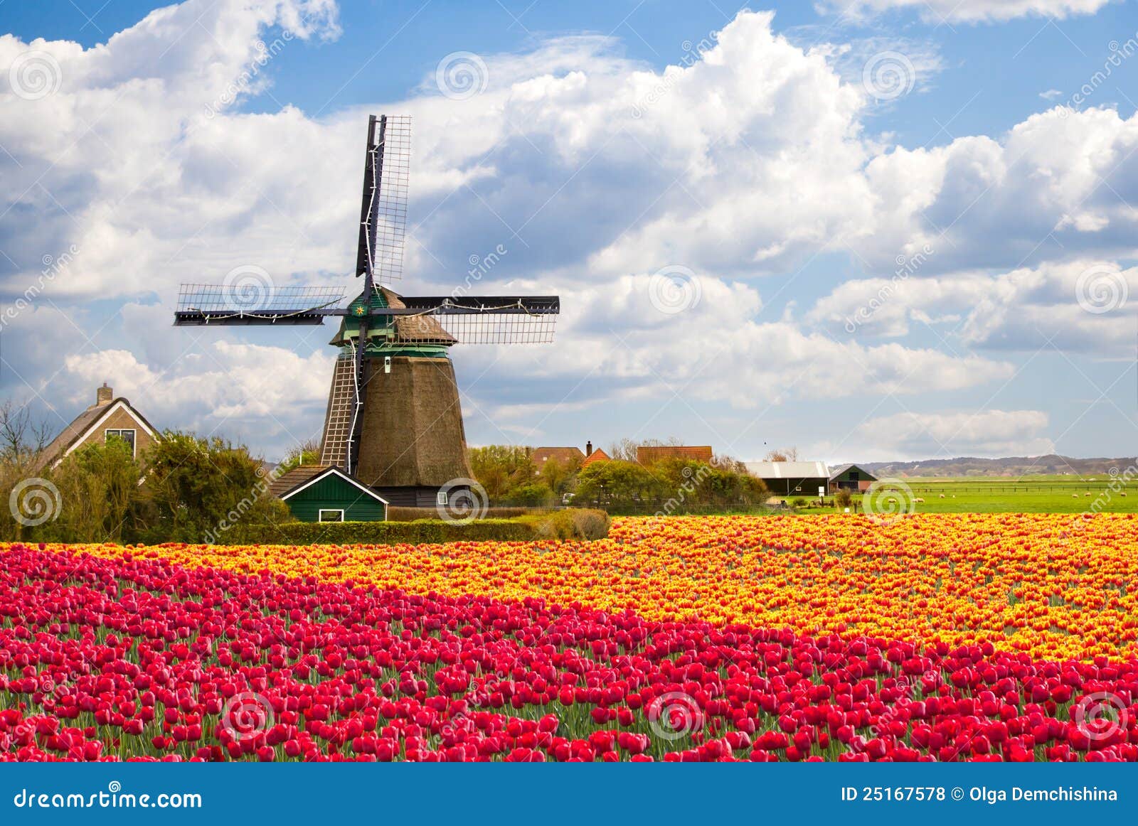 Windmill with tulip field stock photo. Image of flora - 25167578