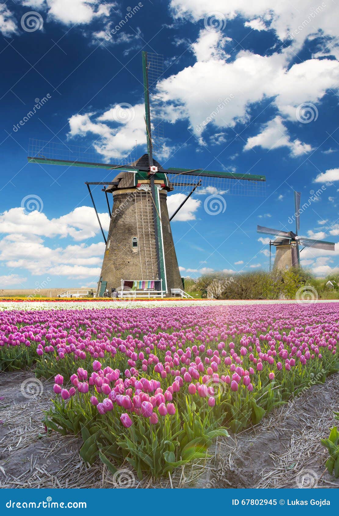 Windmill with Tulip Field in Holland Stock Image - Image of flower ...