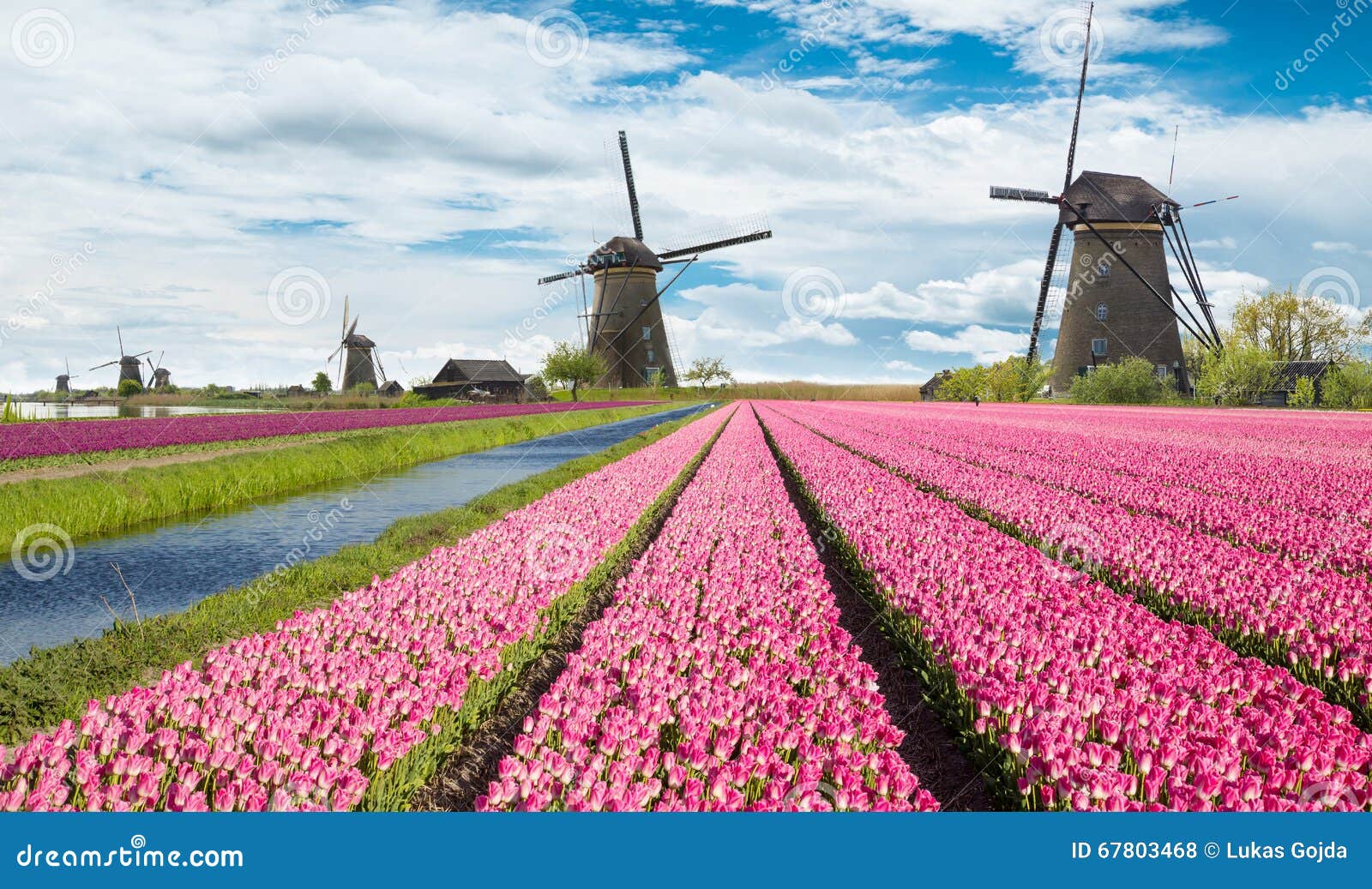 Windmill with Tulip Field in Holland Stock Photo - Image of landscape ...
