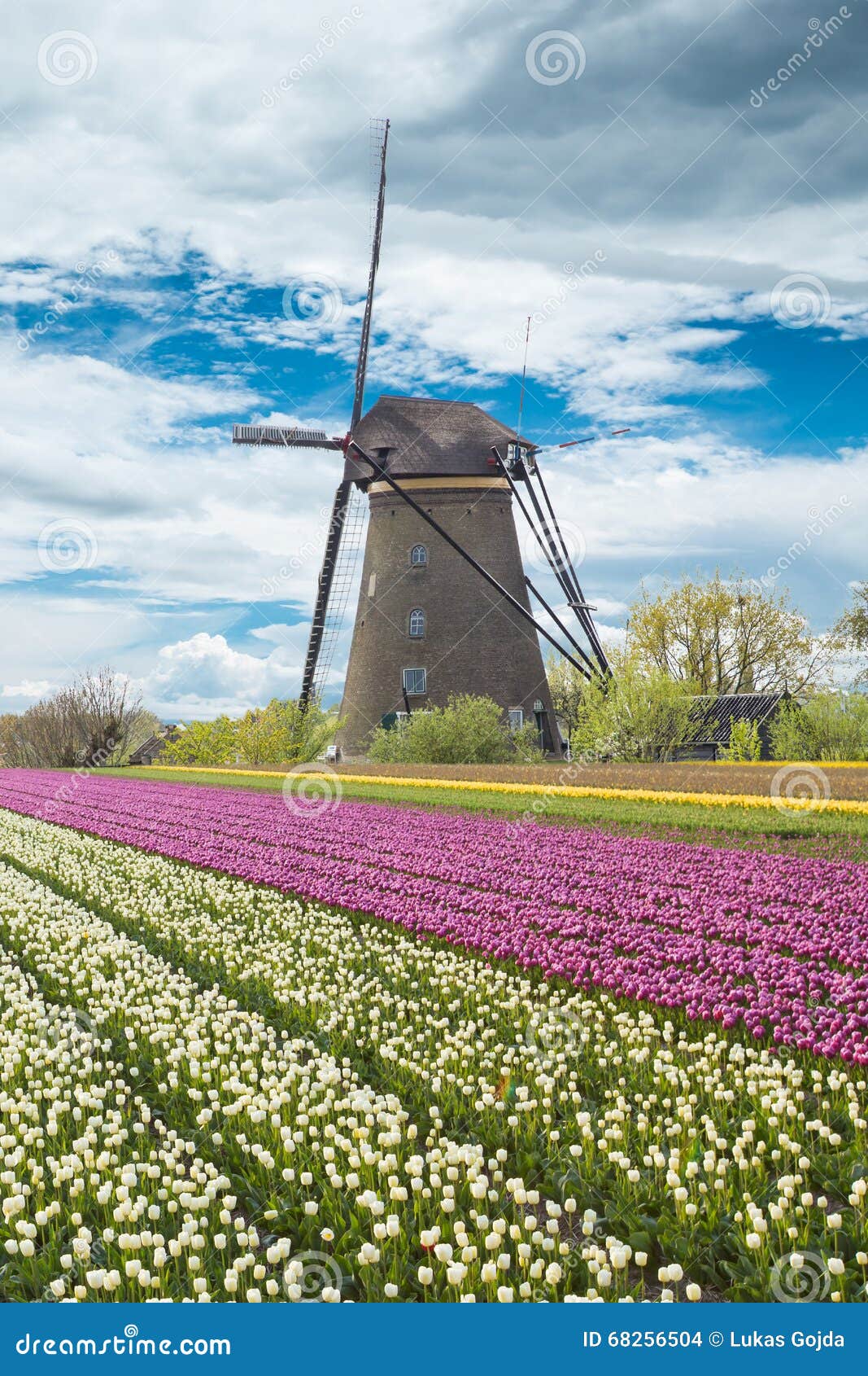 Windmill with Tulip Field in Holland Stock Photo - Image of farm, dutch ...