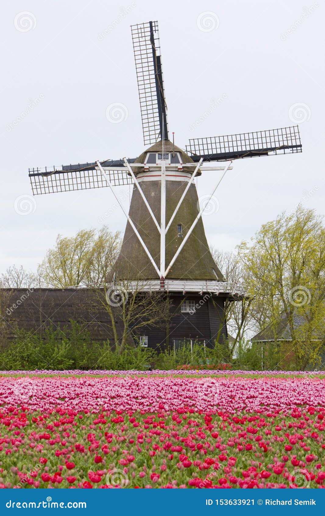 Windmill with Tulip Field, Holwerd, Netherlands Stock Image - Image of ...