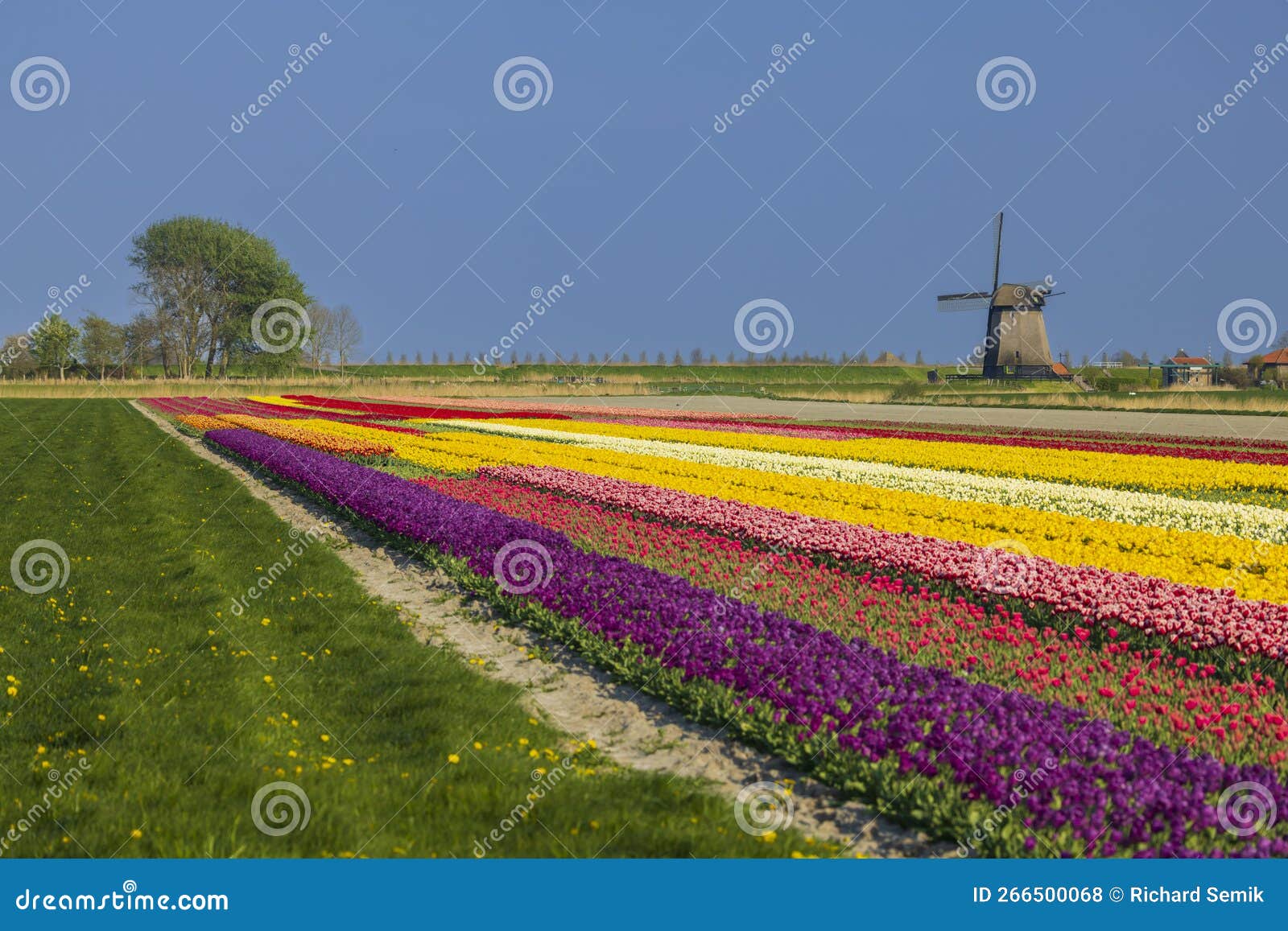 Windmill with Tulip Field in North Holland, Netherlands Stock Photo ...