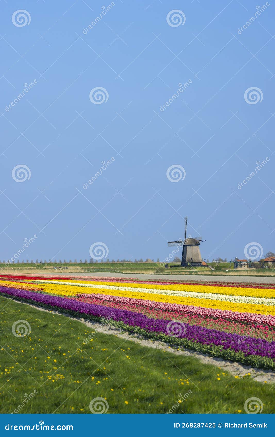 Windmill with Tulip Field in North Holland, Netherlands Stock Image ...