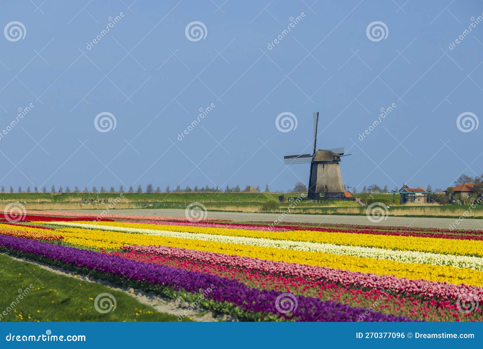 Windmill with Tulip Field in North Holland, Netherlands Stock Photo ...