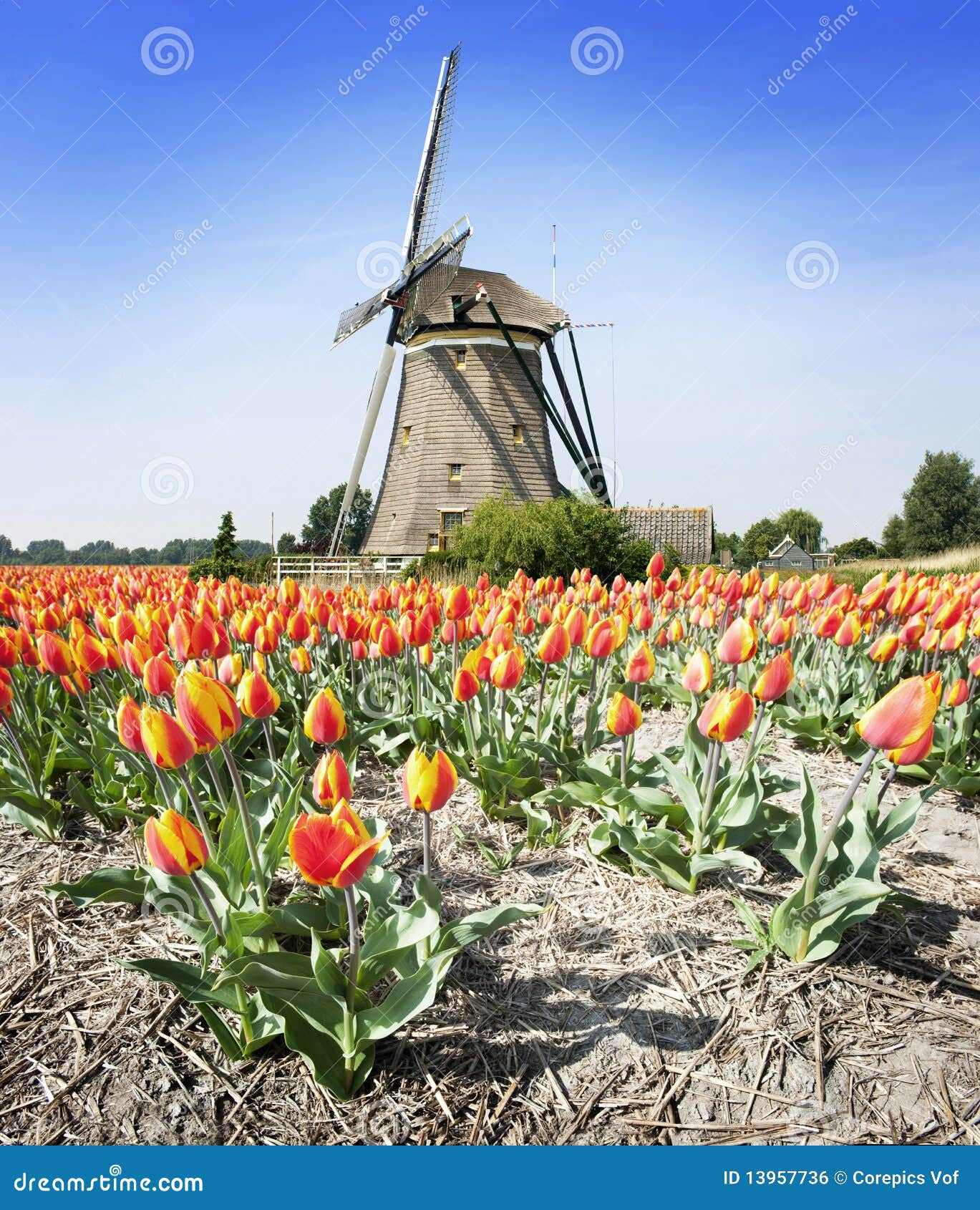 Windmill and tulips stock photo. Image of bulbs, stereotype - 13957736