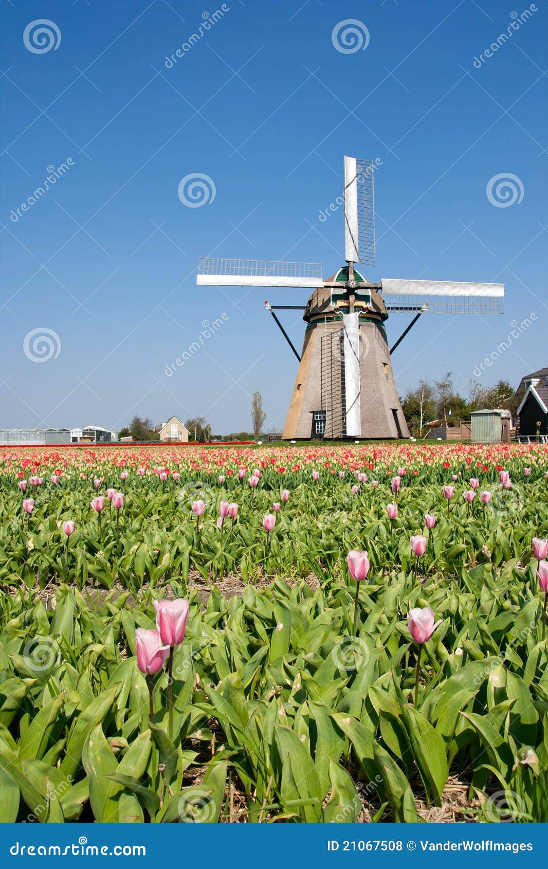 Windmill & tulips stock photo. Image of culture, blue - 21067508