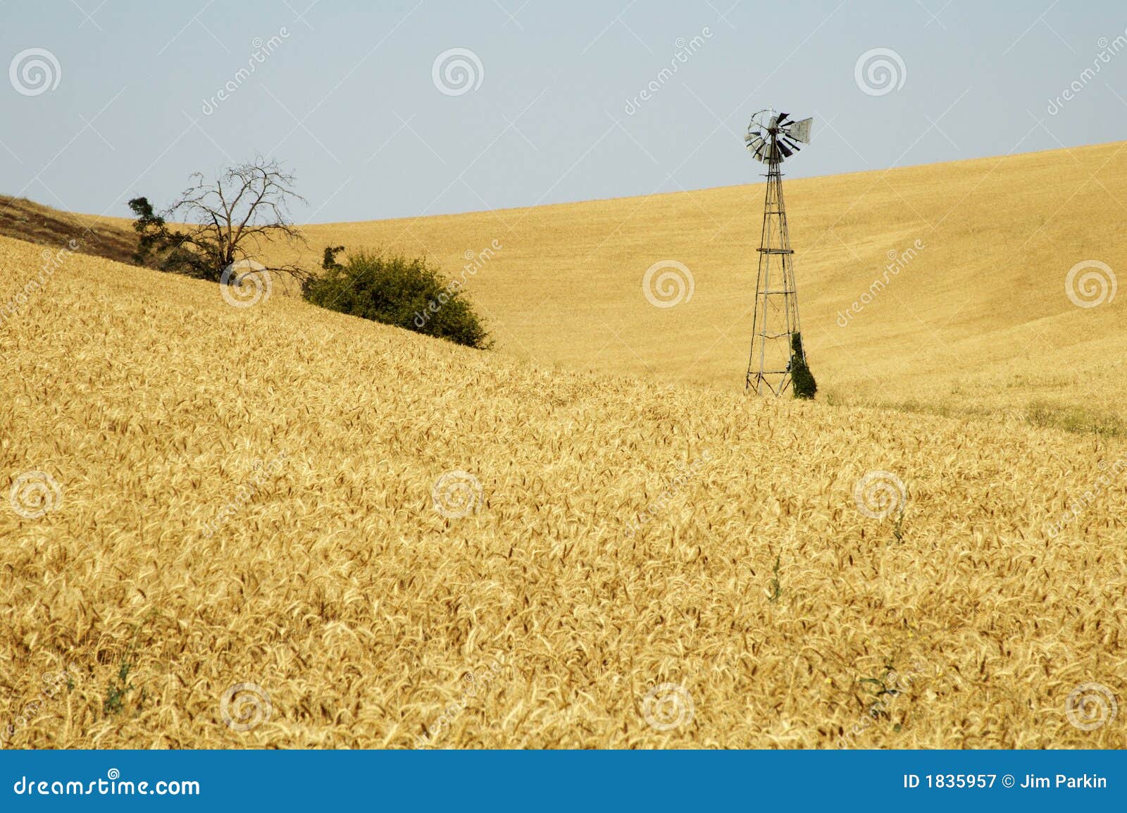 Windmill in a wheat field stock image. Image of countryside - 1835957