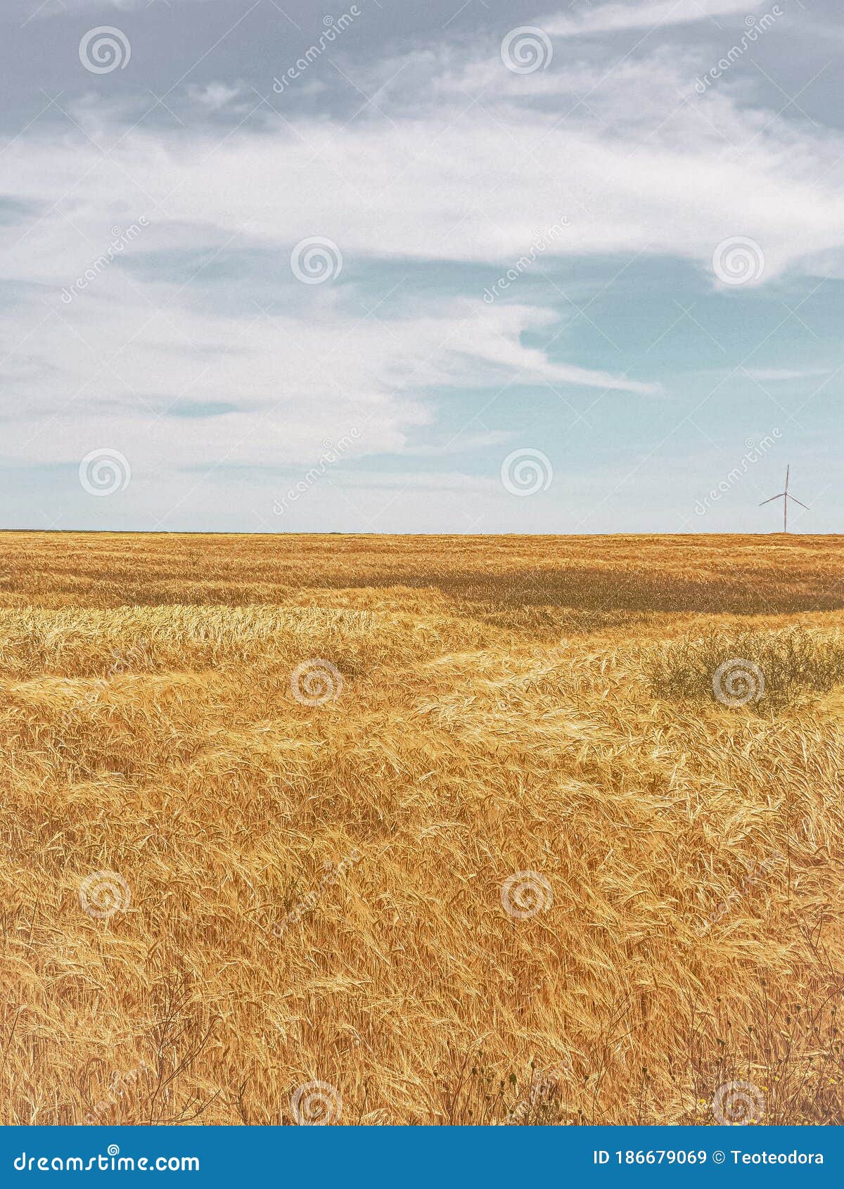 Windmill in wheat field stock image. Image of prairie - 186679069