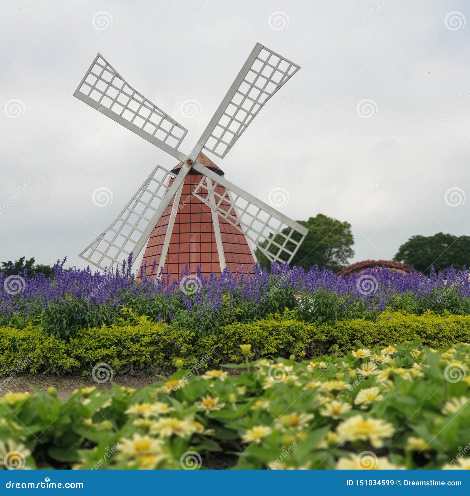 Windmill stock image. Image of windmill, flowerfarm - 151034599