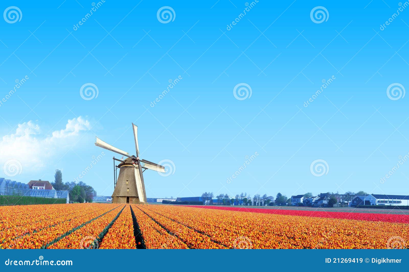 Windmill at the Yellow Tulip Bulb Farm Stock Image - Image of color ...
