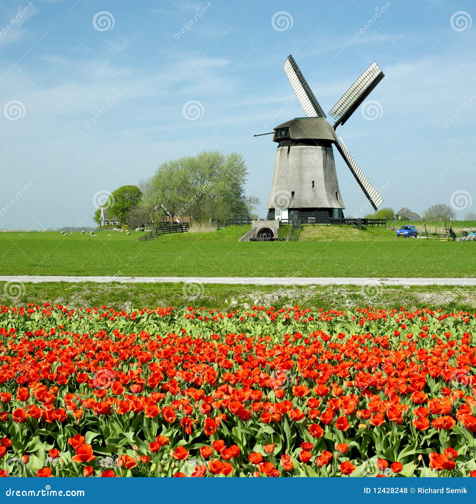 Windmolen met tulpen stock foto. Image of plantkunde - 12428248