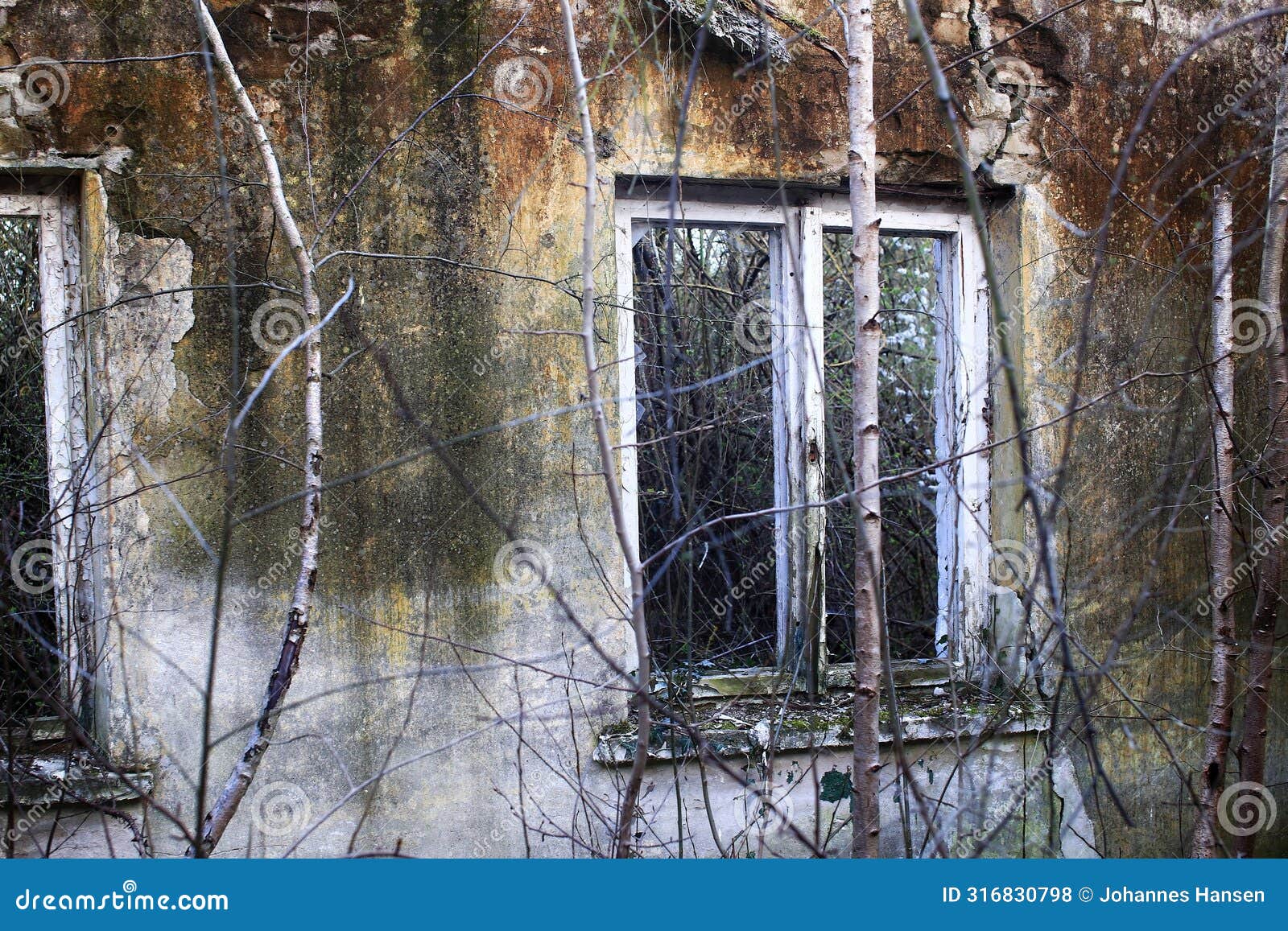 Window in Abandoned Roofless Building with Trees Growing Inside Stock ...