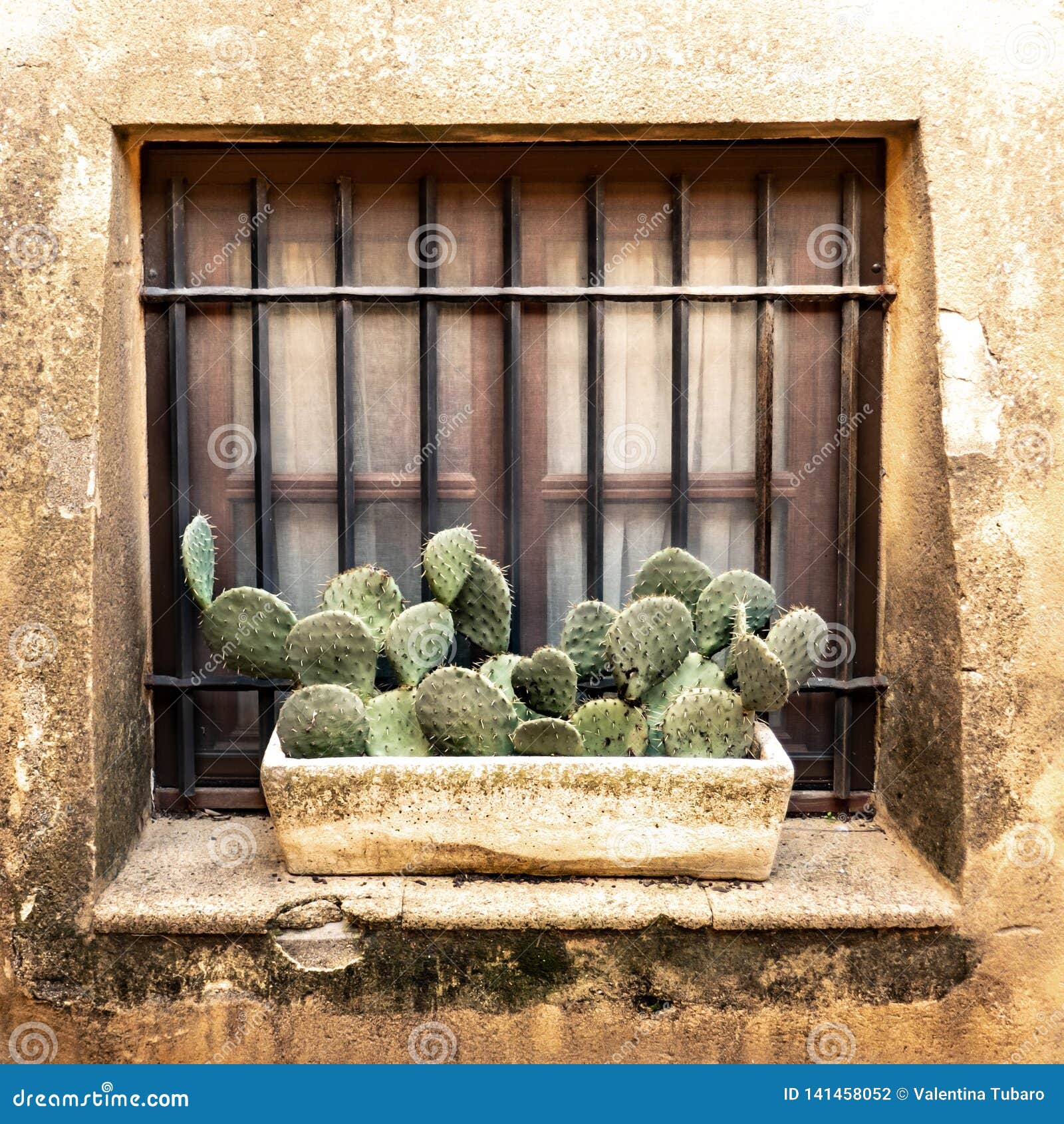 Window with Bars and Pot with Succulent Plant Stock Photo - Image of ...