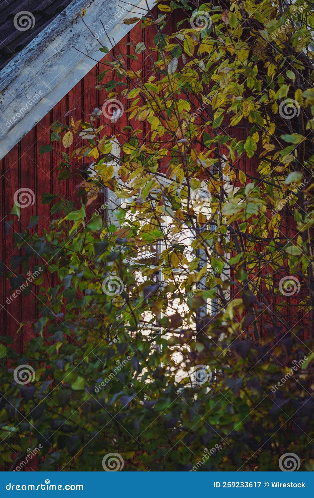 The Window Behind the Leaves Stock Image - Image of stabbur, stabburet ...