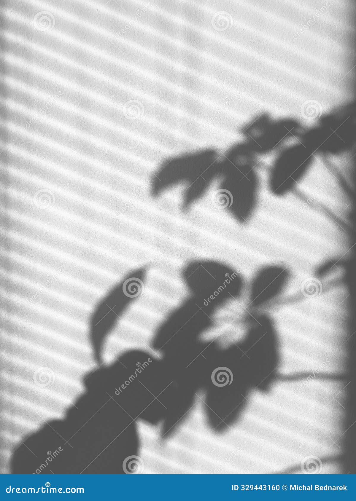 Window Blinds and Leaves Shadow on Wall. Gobo Light Stock Photo - Image ...