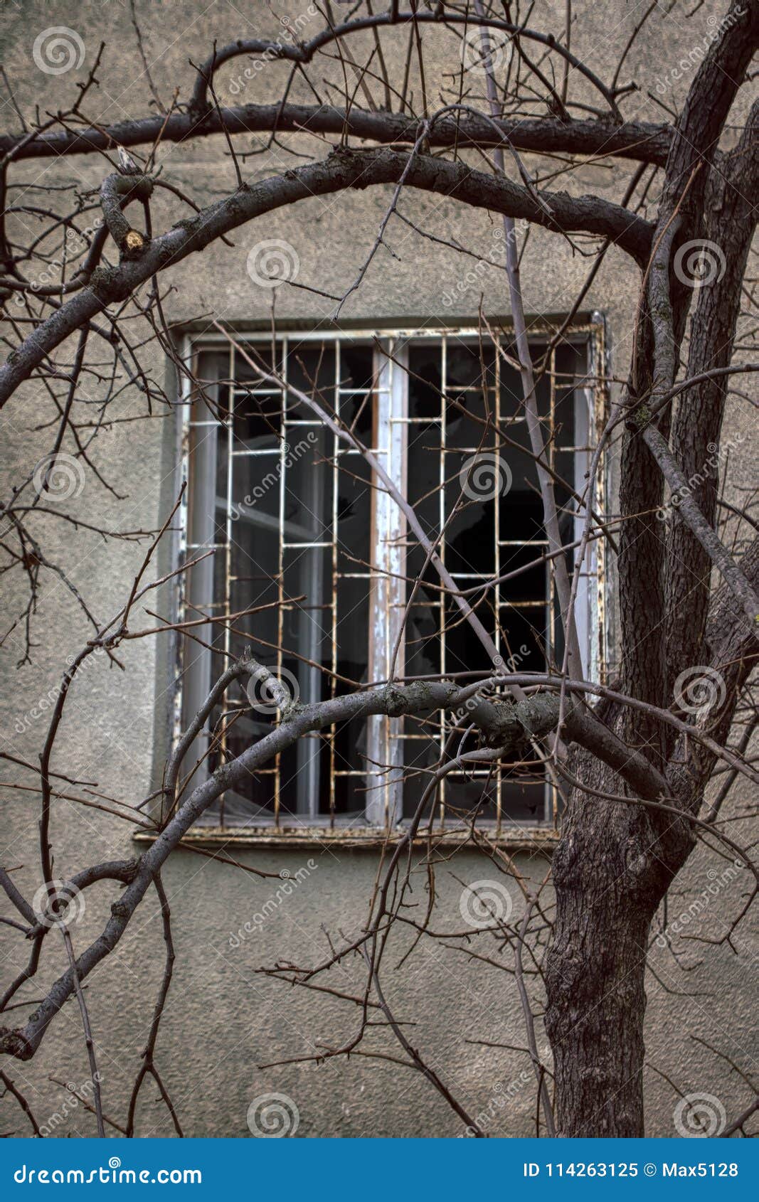 Window with Broken Glass and Tree with Bare Branches Stock Image ...