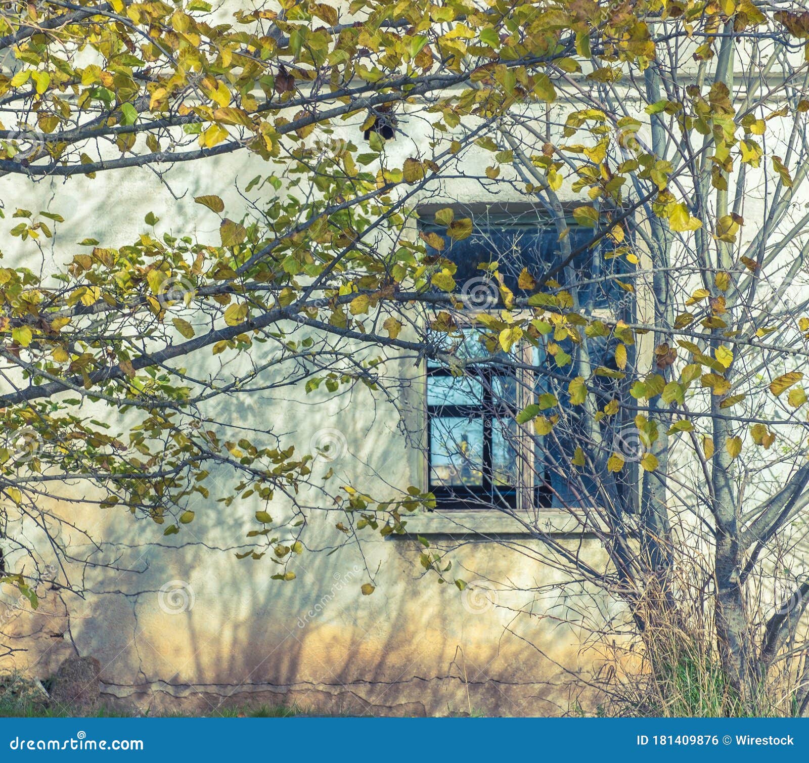 Window on the Building with Trees in Front of it Stock Photo - Image of ...